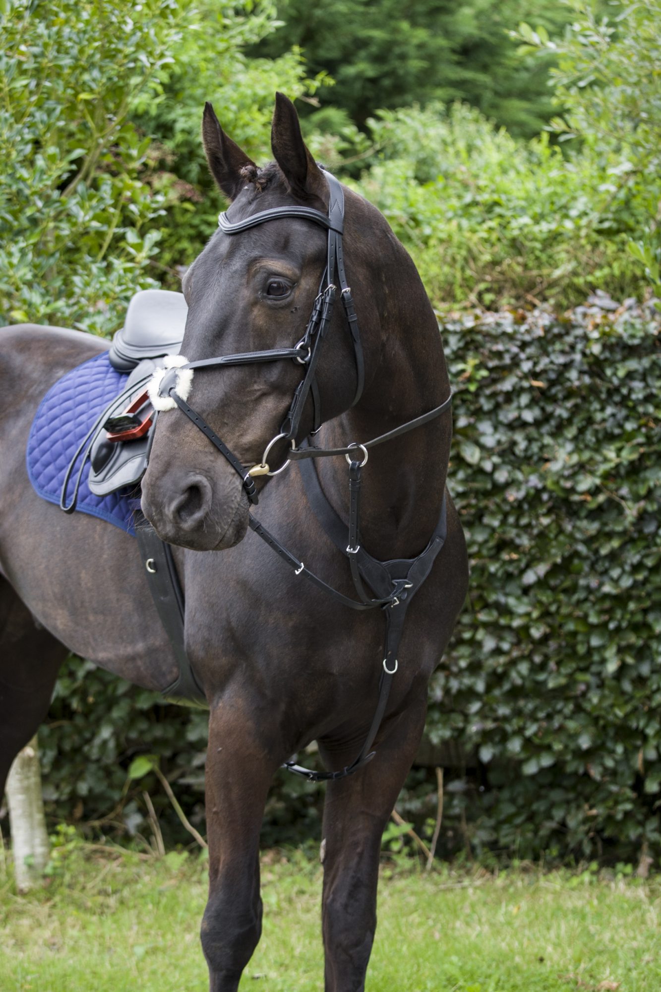 Cameo Equine Performance Breastplate - Martingales & Breastplates ...