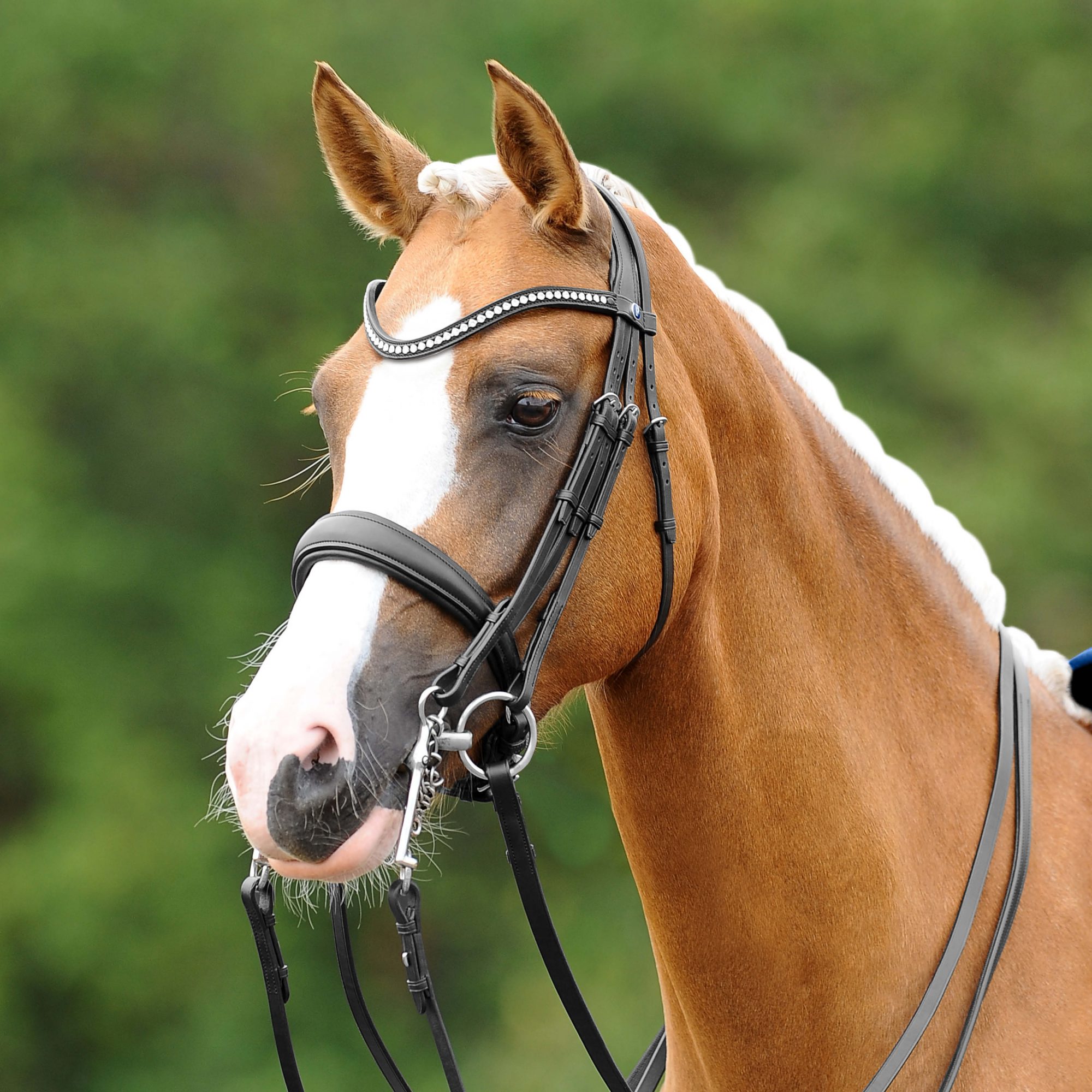 Passier Blue Dream Double Bridle w/ Reins - Bridles - Unicorn Saddlery