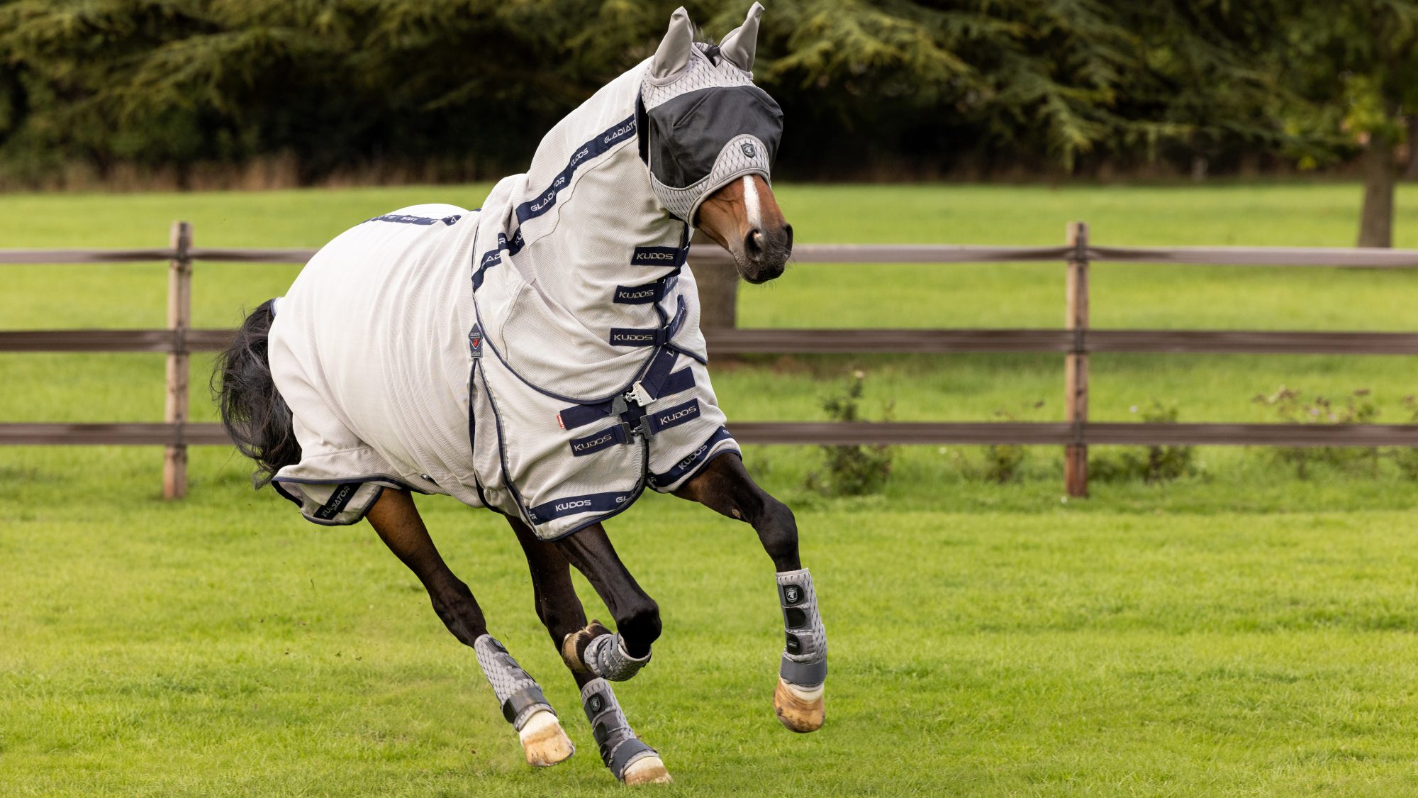LeMieux Kudos Gladiator Fly Rug - Fly Rugs & Sheets - Unicorn Saddlery