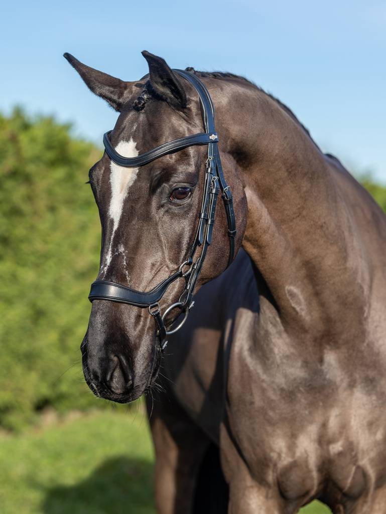 LeMieux Arika Drop Bridle - Bridles - Unicorn Saddlery
