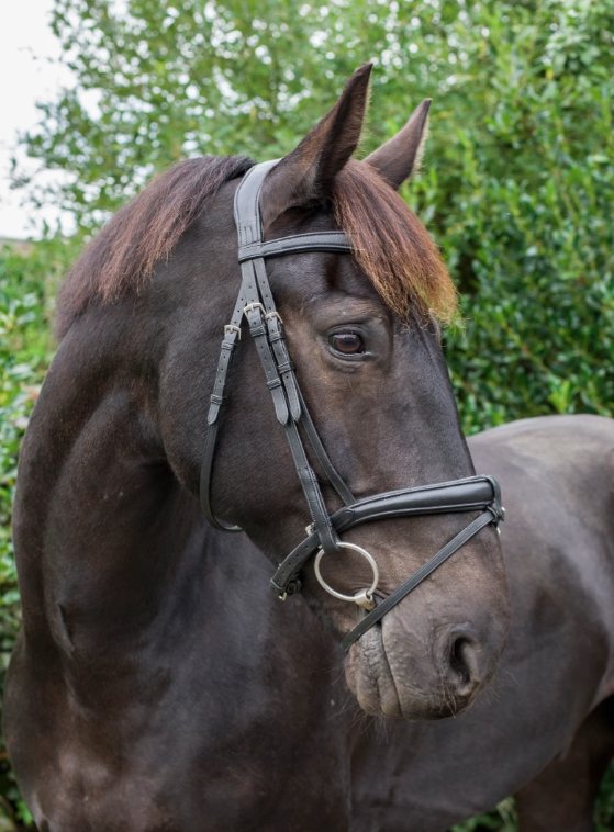 EcoRider Ecorider Ecosoft Luxe Bridle - Bridles - Unicorn Saddlery